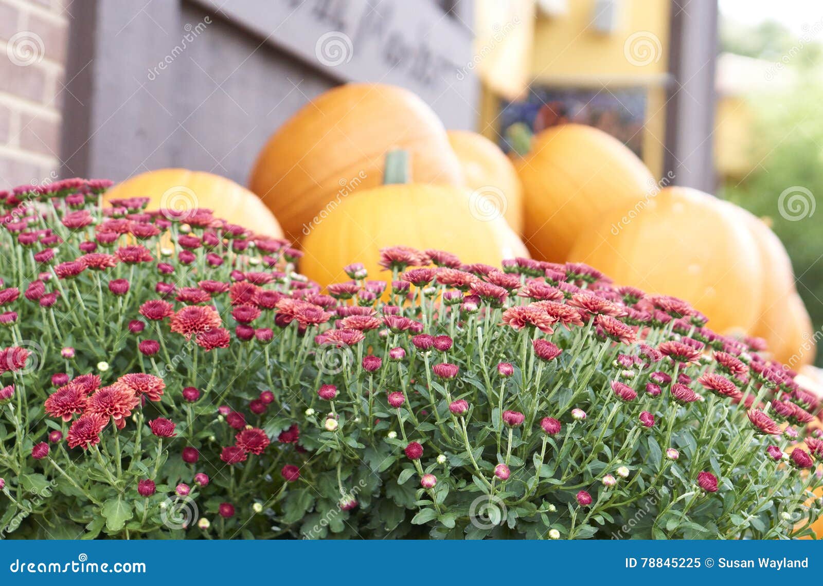 Pumpkins and mums stock image. Image of patch, local - 78845225