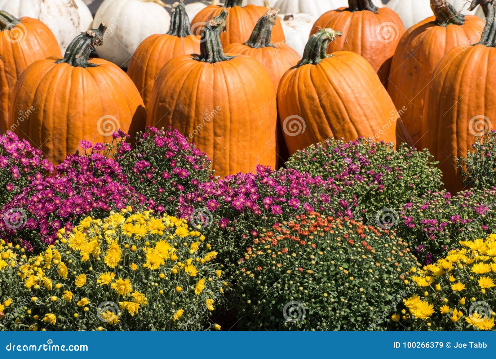 Pumpkins and mums stock image. Image of chrysanthemum - 100266379