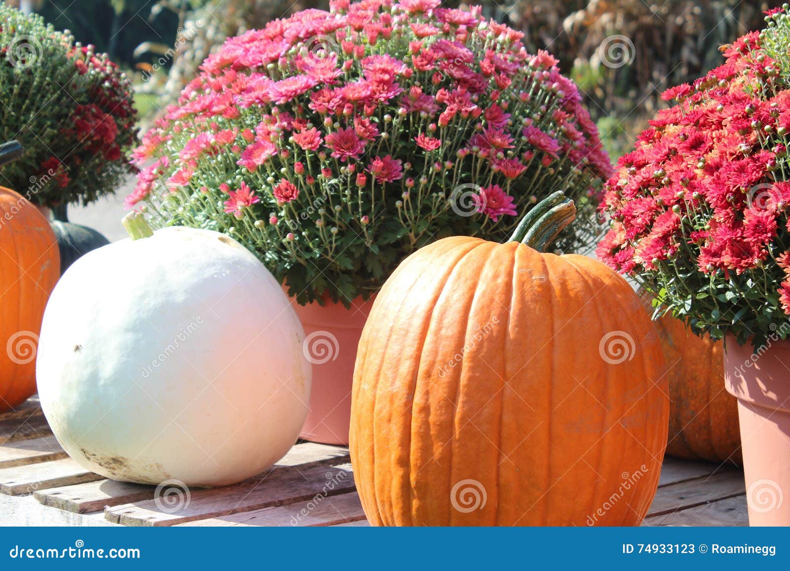 Pumpkins and mums stock image. Image of nature, chrysanthemum - 74933123