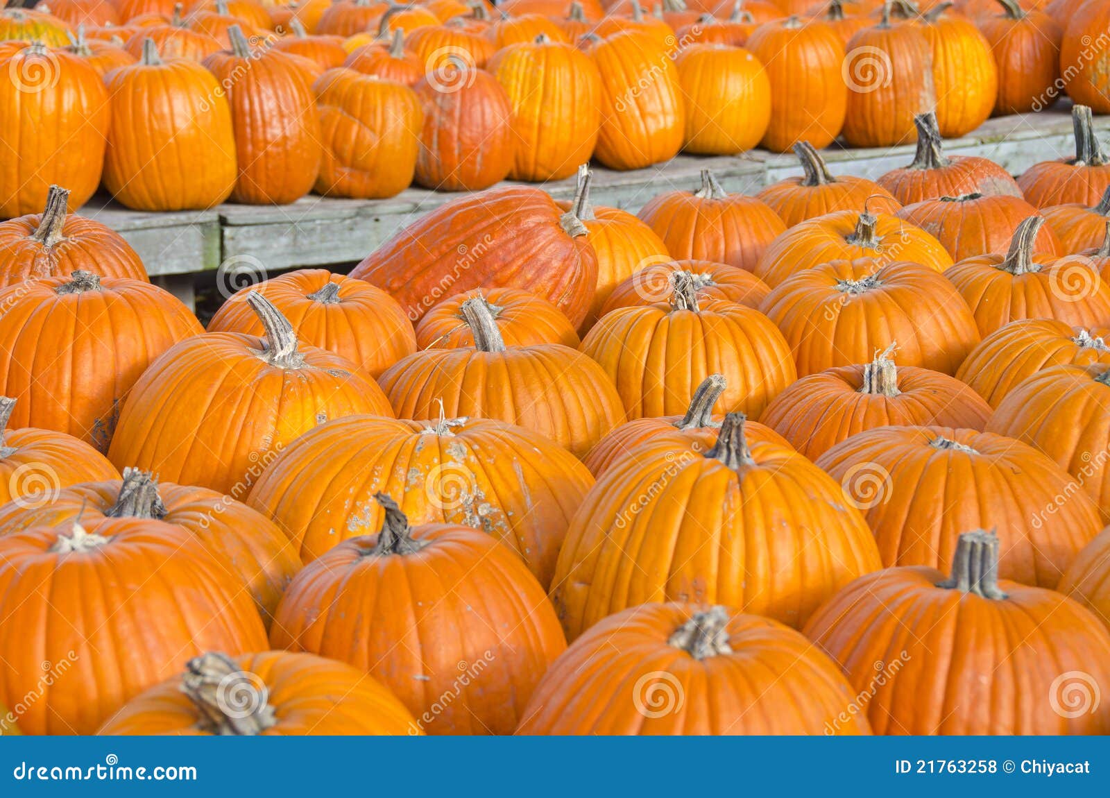 Pumpkins in an Open Air Market Stock Photo - Image of food, orange ...