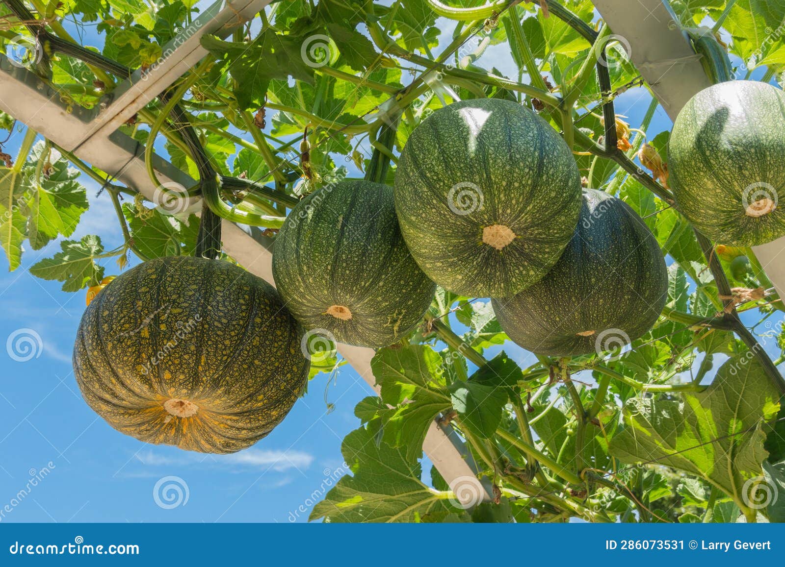 Pumpkins on an Overhead Arbor Stock Image - Image of autumn, large ...