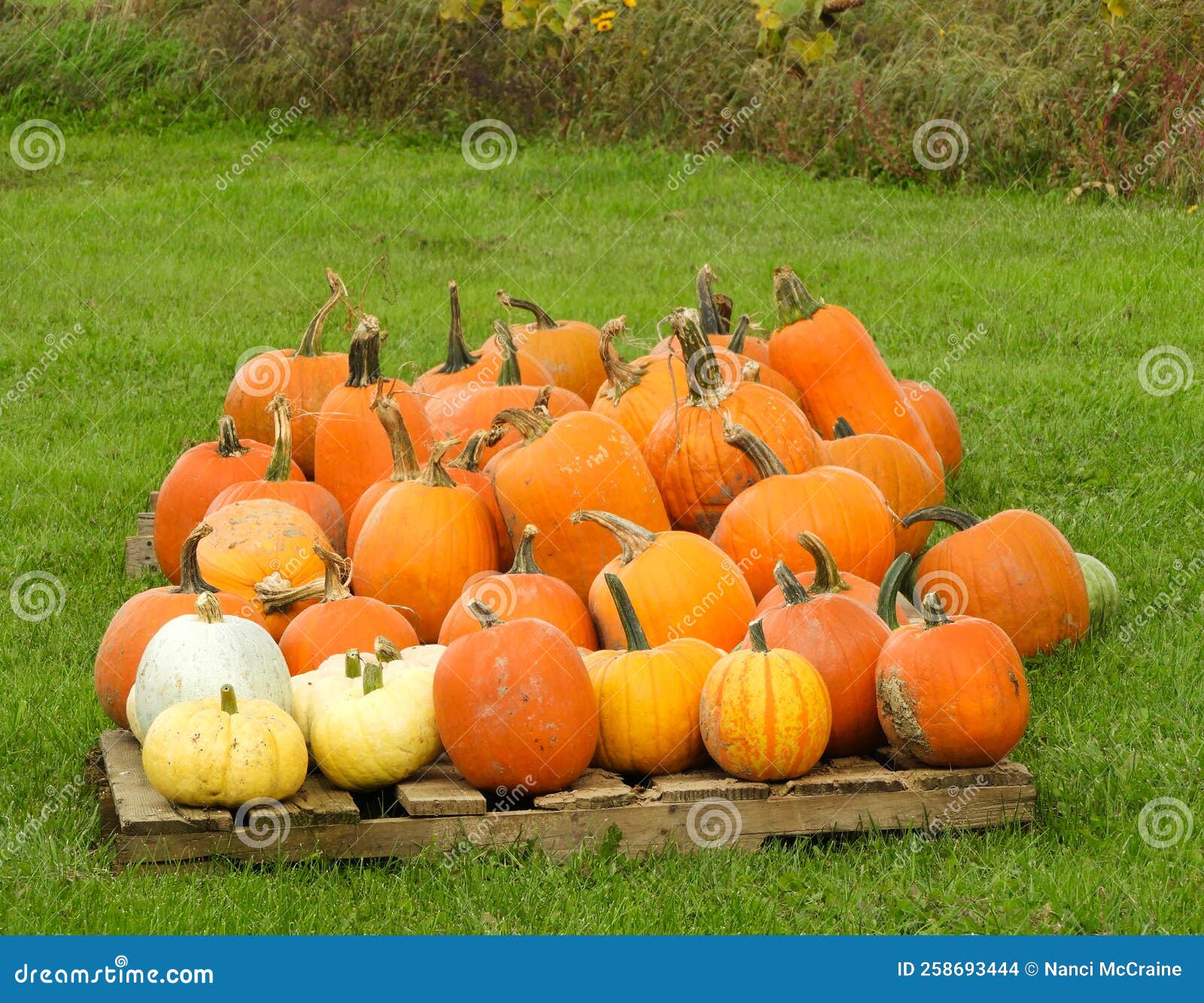 Halloween Pumpkin Pile on Wood Farm Pallet Stock Photo - Image of fall ...
