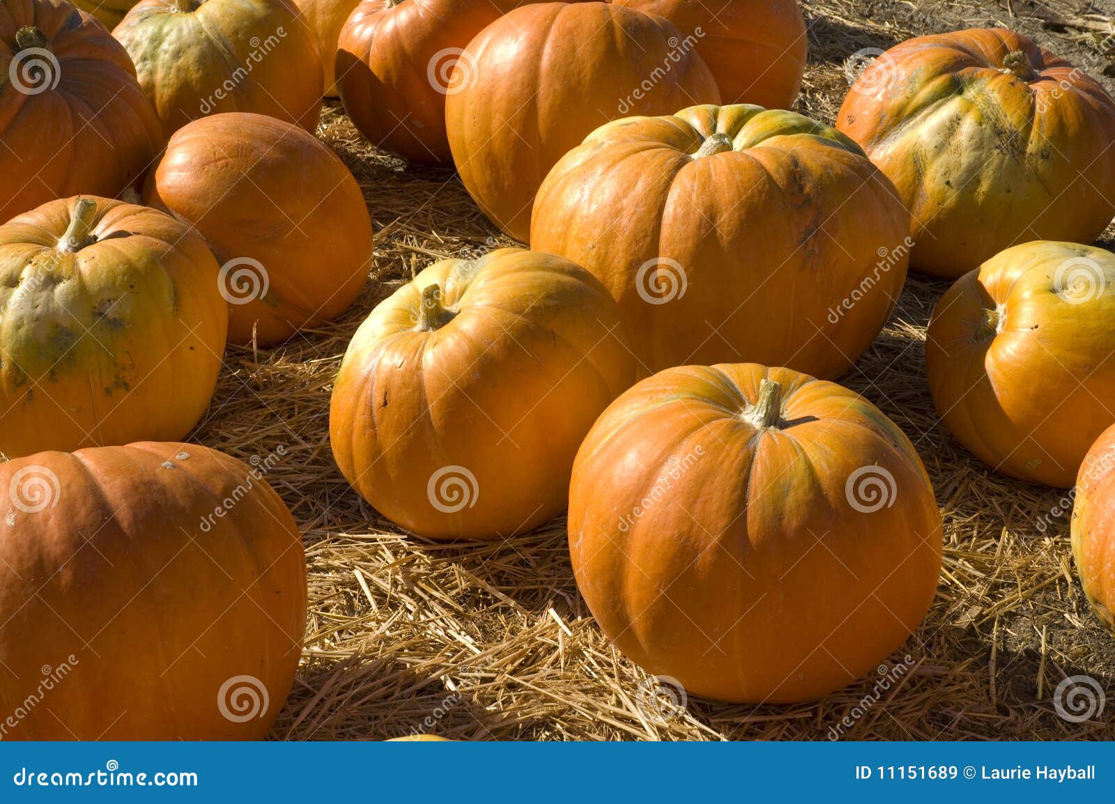 Pumpkins in a patch stock image. Image of decoration - 11151689