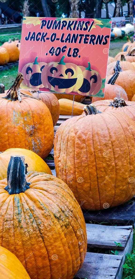 Pumpkins and Gourds in a Farmers Market in Cleveland, Ohio Editorial ...