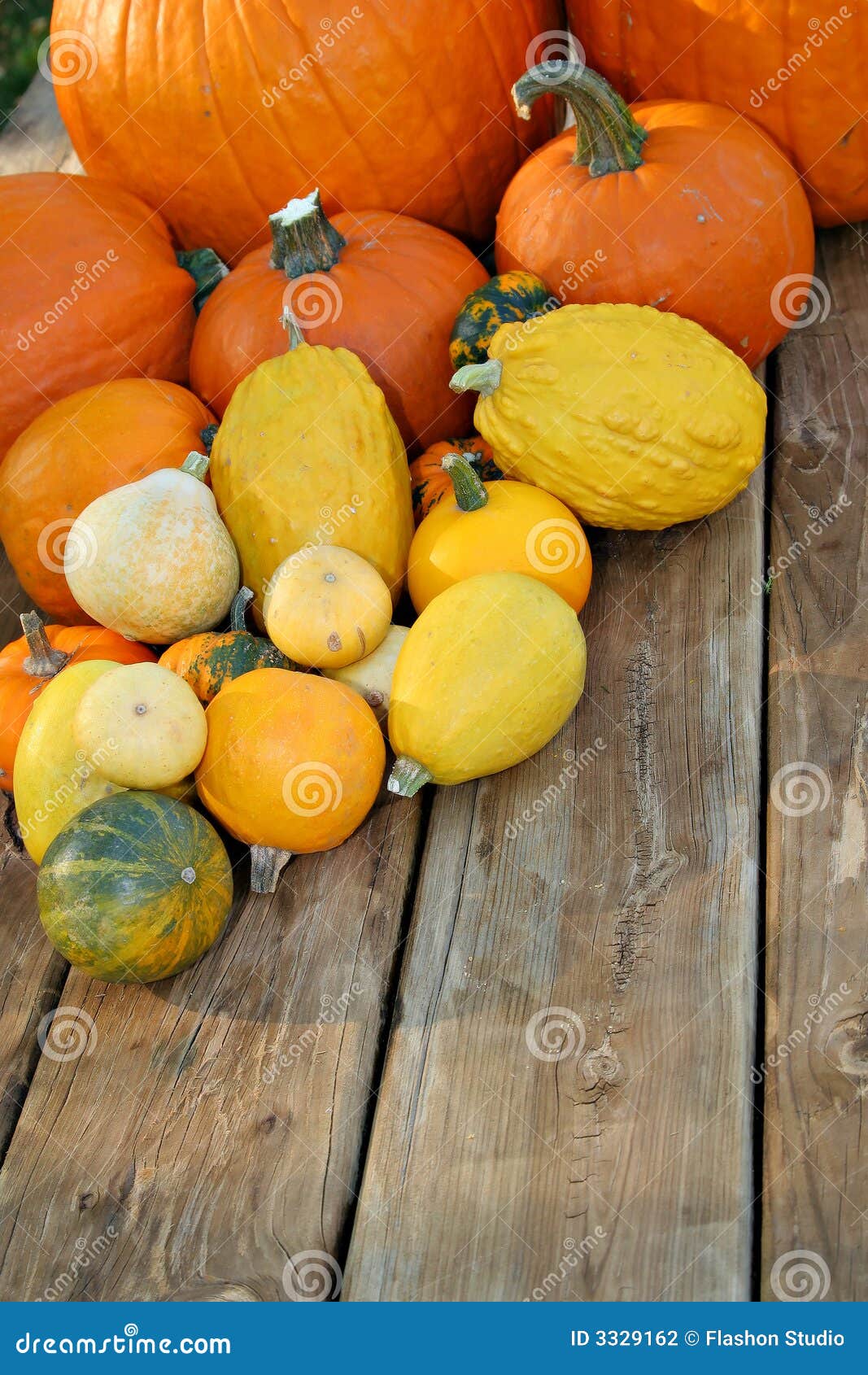 Mini Pumpkins Picnic Table Stock Photos - Free & Royalty-Free Stock ...