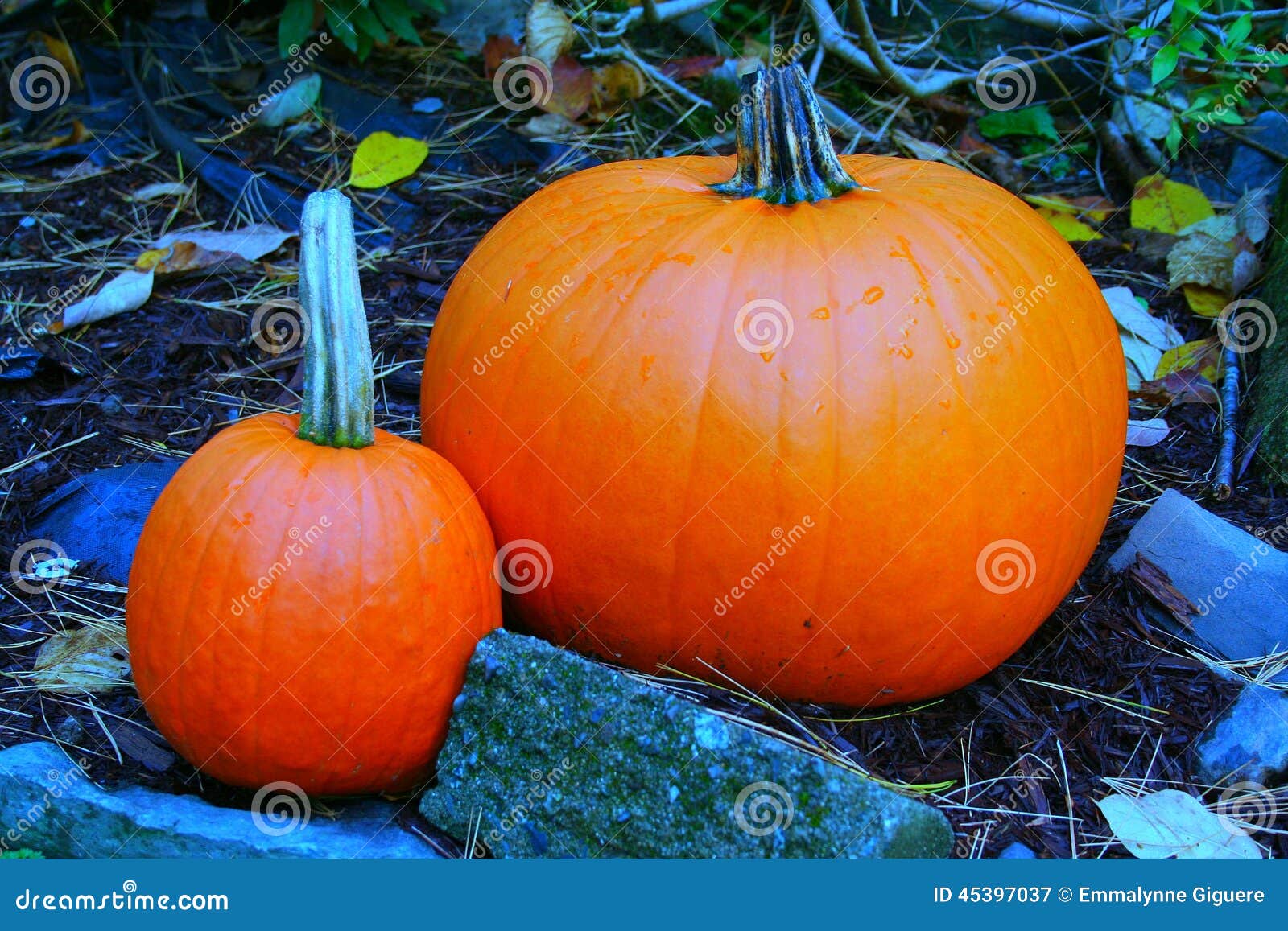 Pumpkins stock image. Image of fall, maine, halloween - 45397037