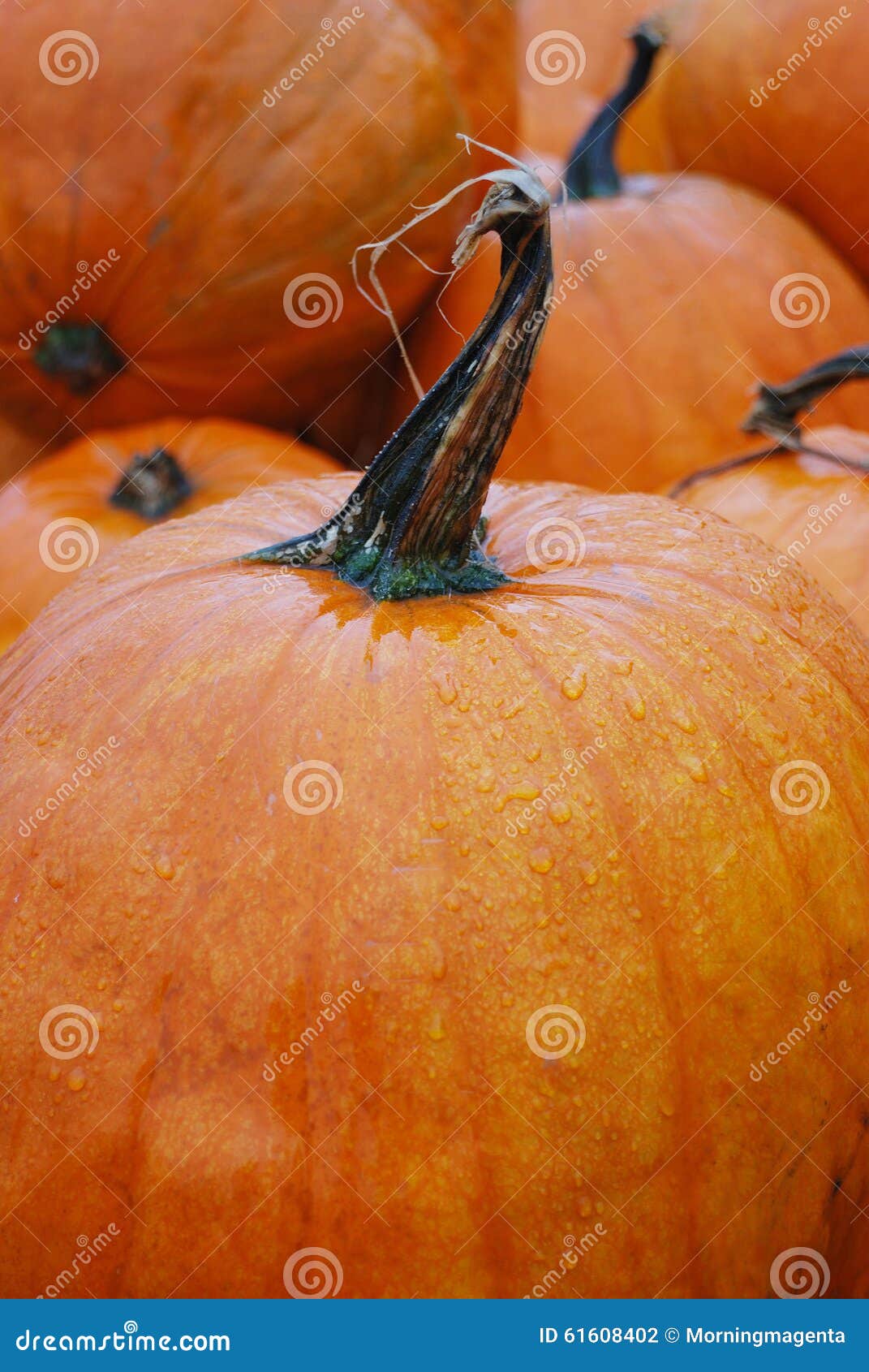 Pumpkins in the Rain stock photo. Image of pumpkins, harvest - 61608402