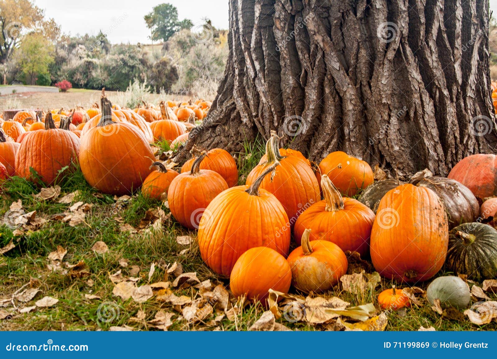 Pumpkins Resting in the Shade of a Great Oak Tree Stock Image - Image ...