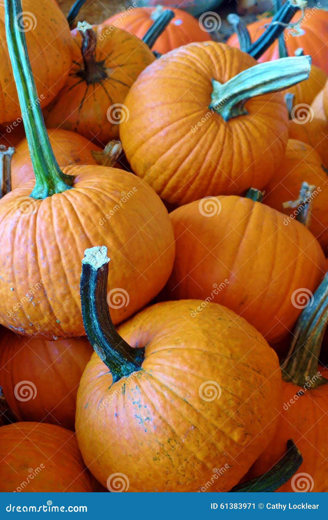 Pumpkins stock image. Image of season, seasonal, orange - 61383971