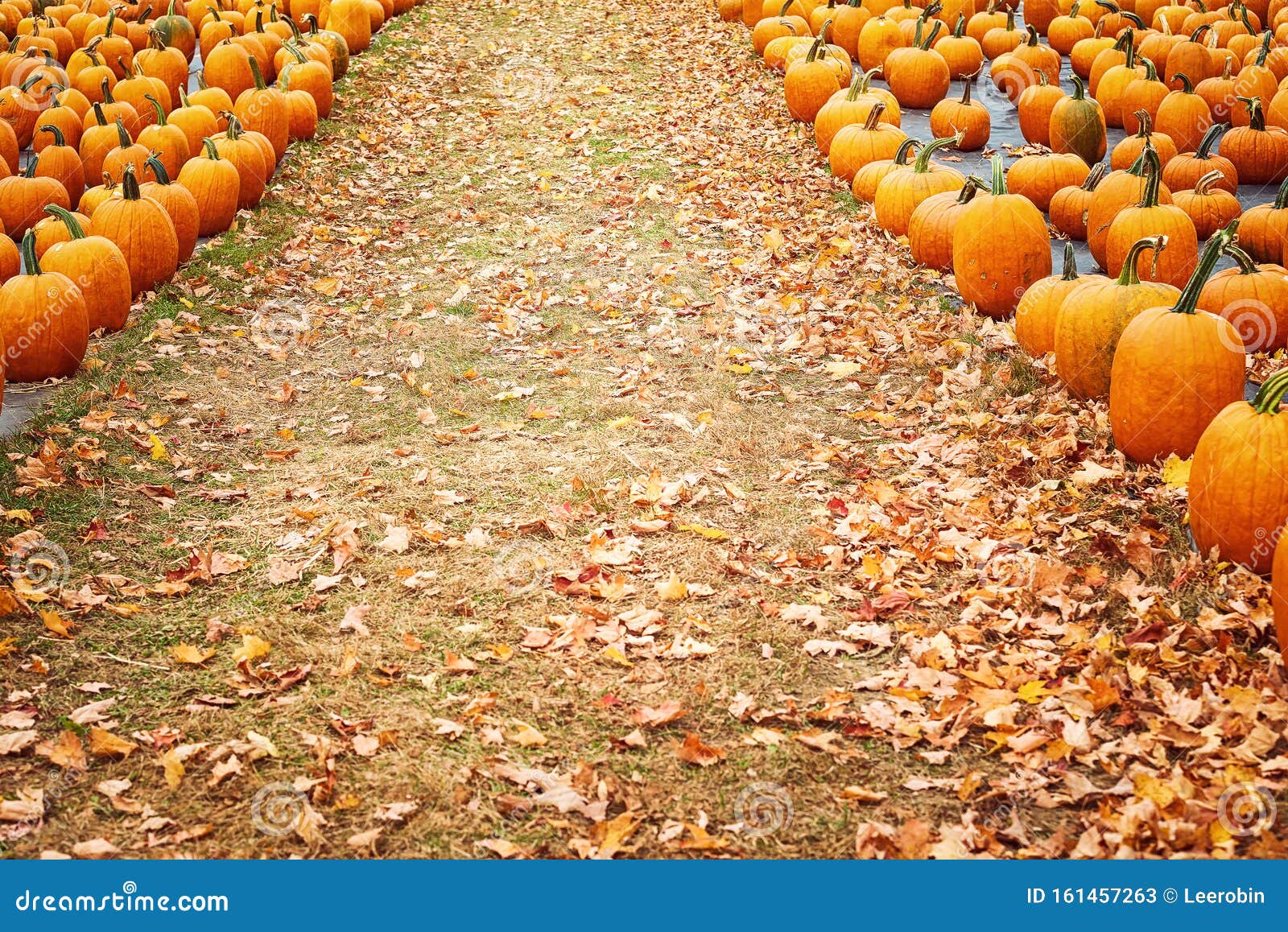 Pumpkins in a Row at a Pumpkin Patch in Autumn Stock Image - Image of ...