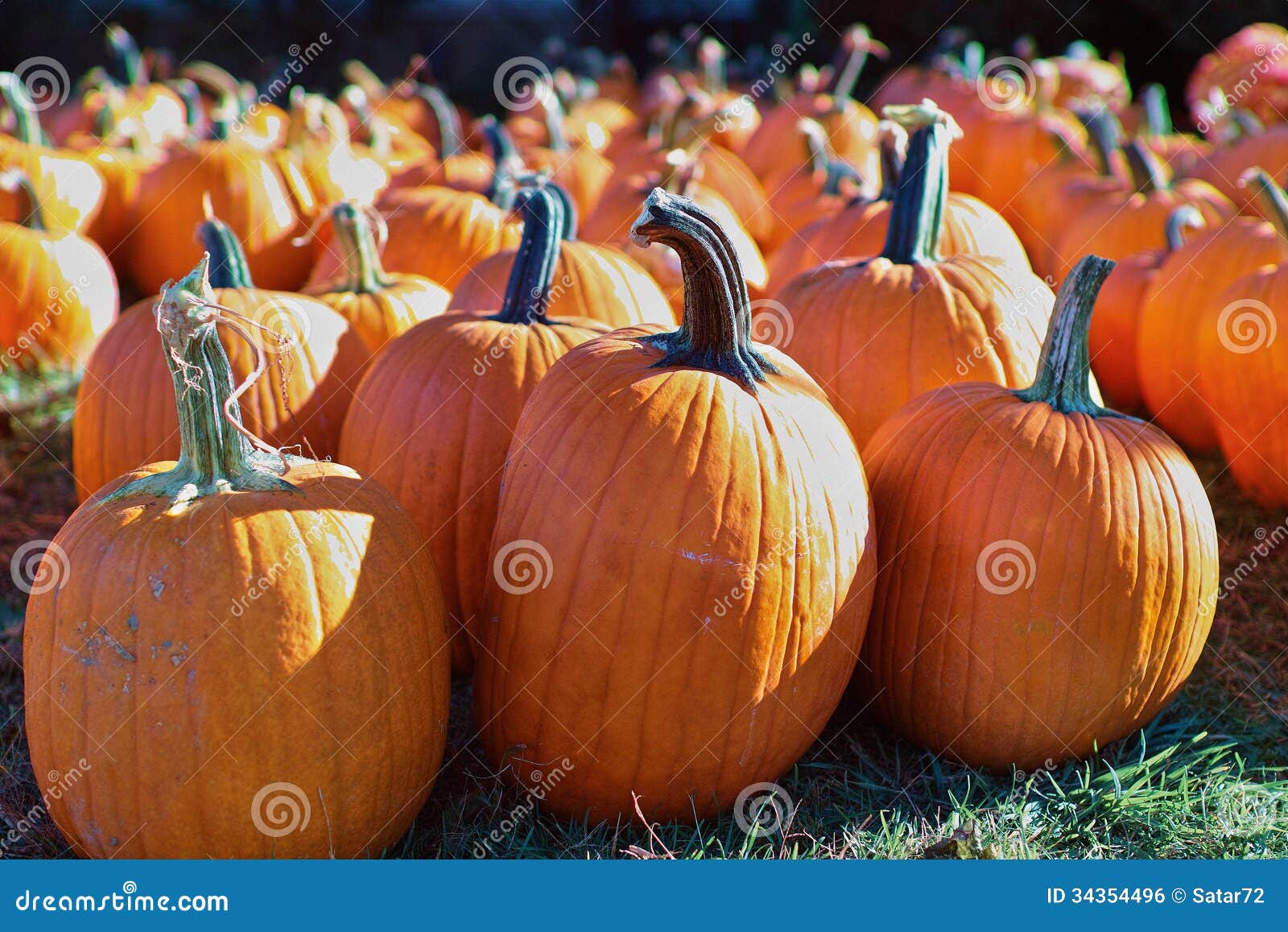 Pumpkins stock photo. Image of farm, rows, fresh, autumn - 34354496