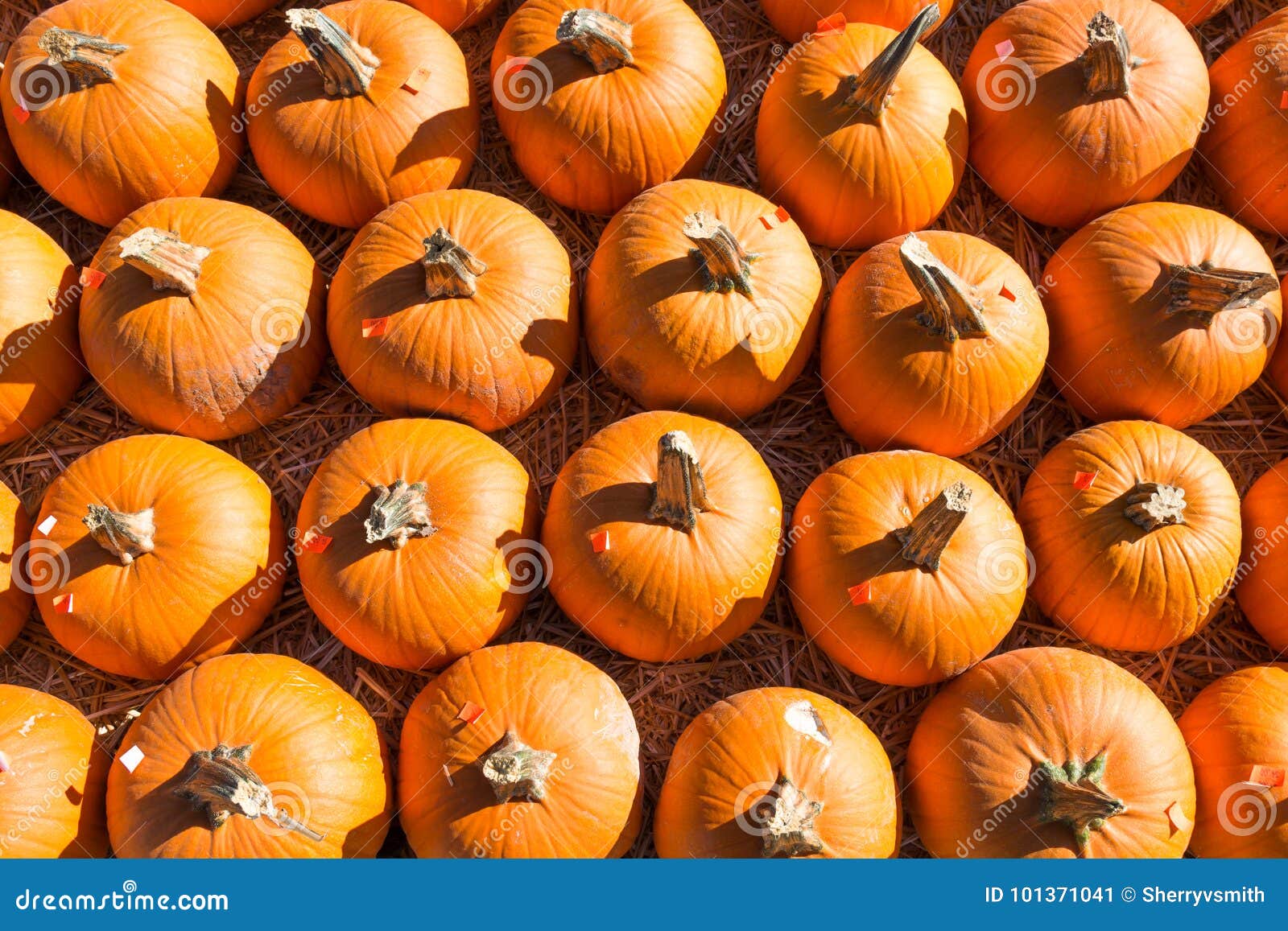 Pumpkins in Rows for Sale in a Pumpkin Patch Stock Image - Image of ...