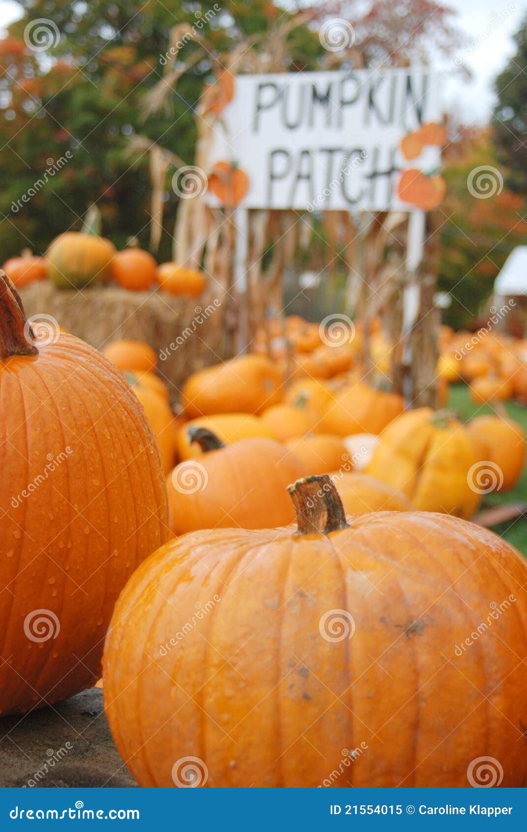 Pumpkins for Sale stock image. Image of patch, colorful - 21554015