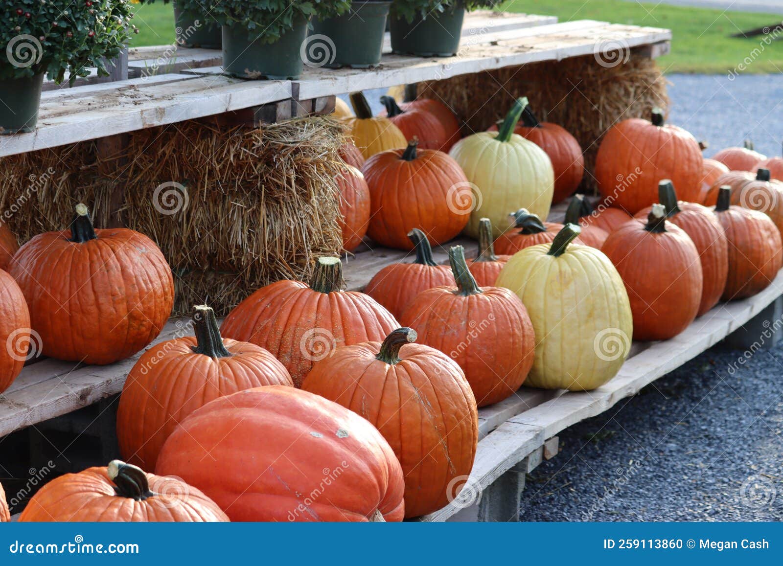 Pumpkins for sale stock photo. Image of orange, display - 259113860