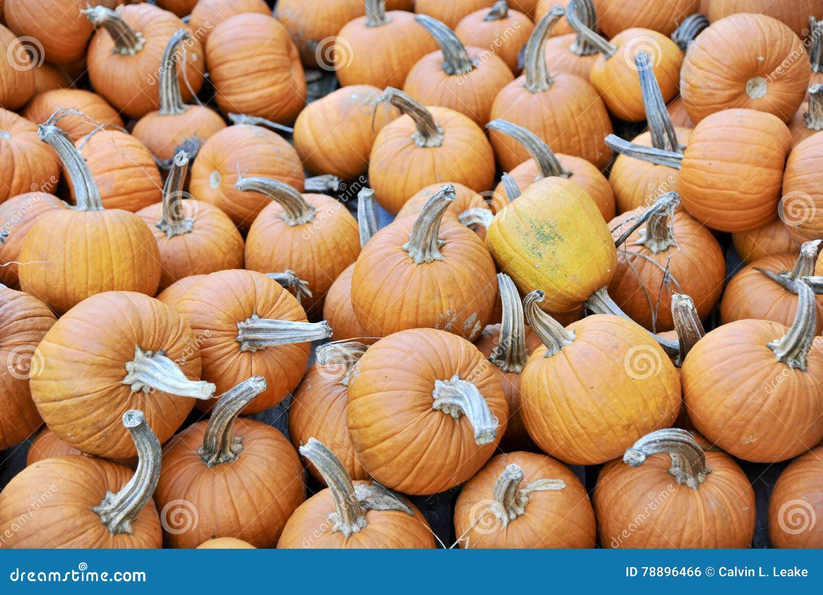 Pumpkins Screen Saver stock photo. Image of sizes, squash - 78896466