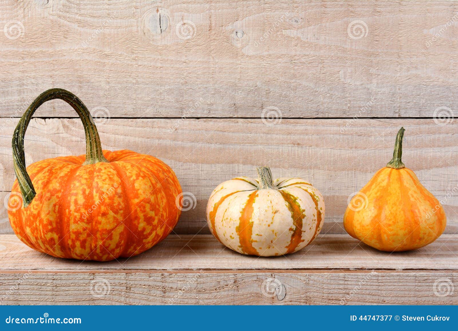 Pumpkins on Shelf Still Life Stock Image - Image of autumn, food: 44747377