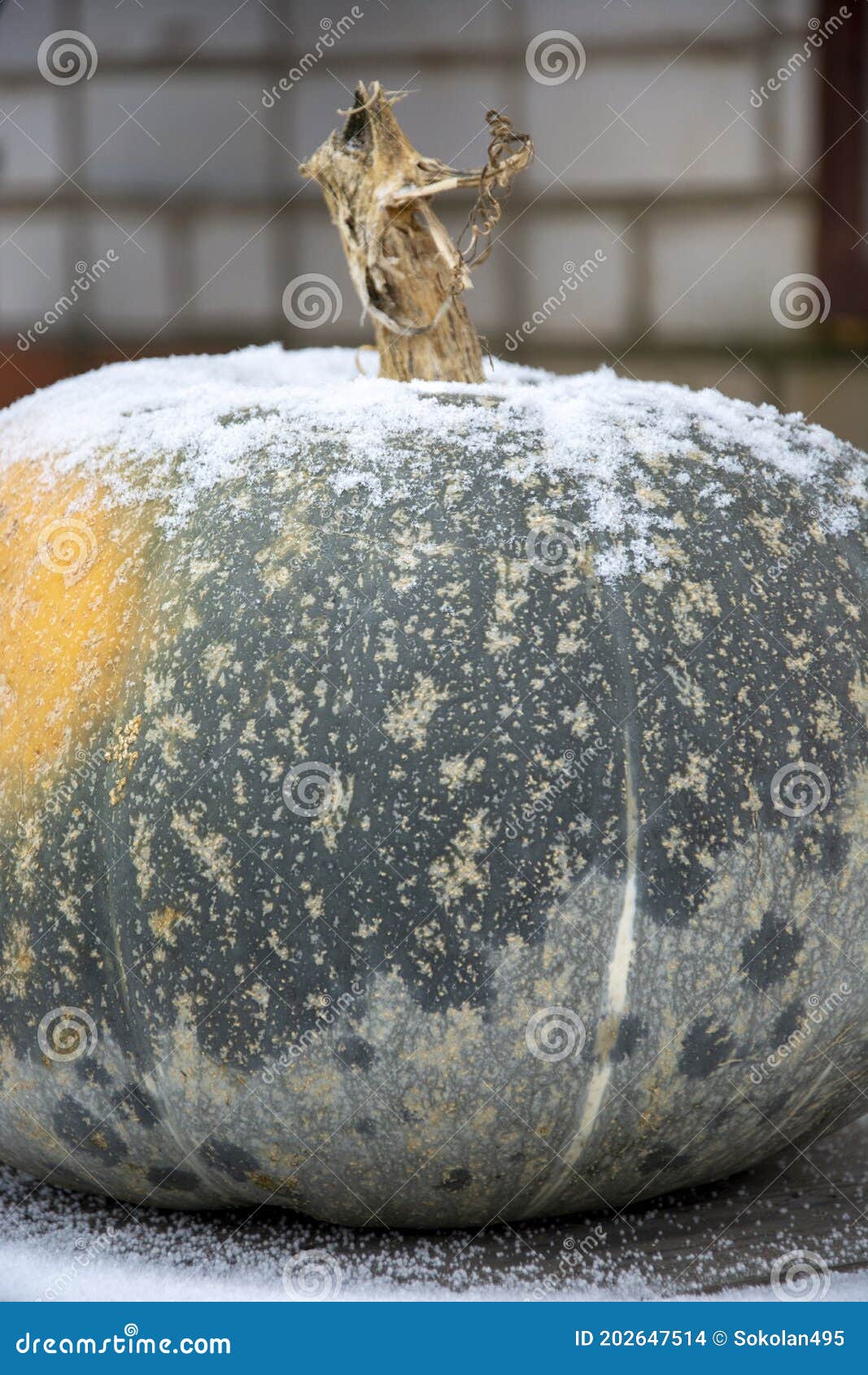 Pumpkins in the Snow Close-up. Winter Vertical Snow-covered Background ...