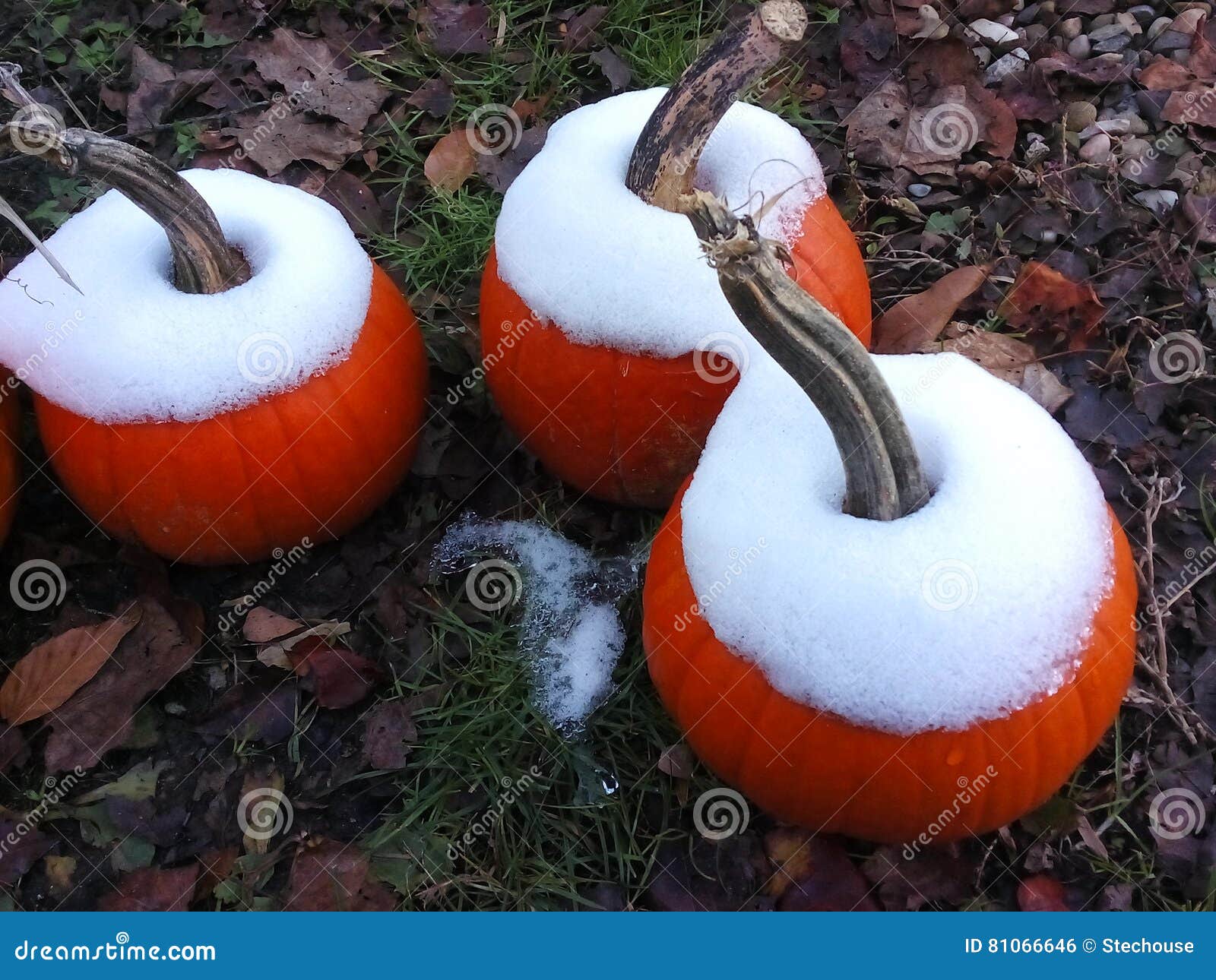 Pumpkins in snow stock photo. Image of green, snow, pimpkins - 81066646