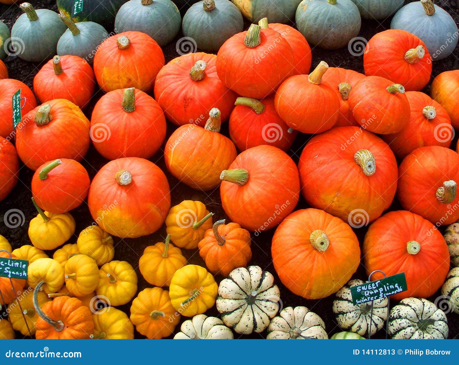 Pumpkins and squash stock image. Image of agriculture - 14112813