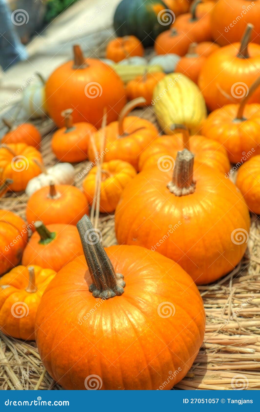 Pumpkins and squash stock image. Image of bountiful, lush - 27051057