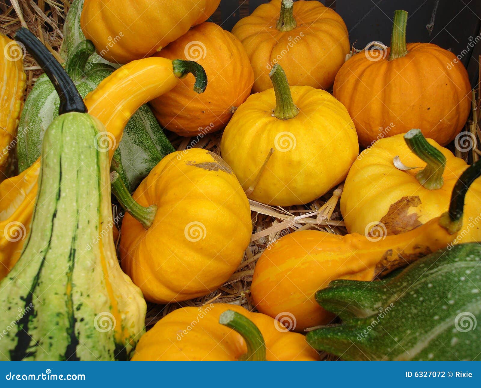 Pumpkins and squash stock photo. Image of agriculture - 6327072
