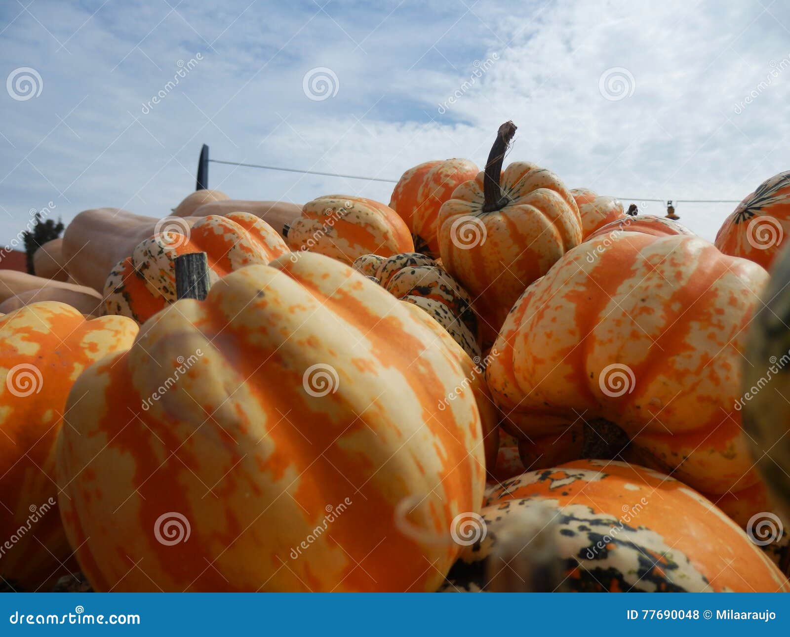 Pumpkins and squash stock photo. Image of orange, daytime - 77690048