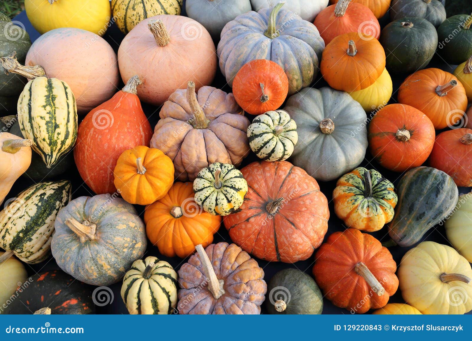 Pumpkins and squash. stock image. Image of orange, fresh - 129220843