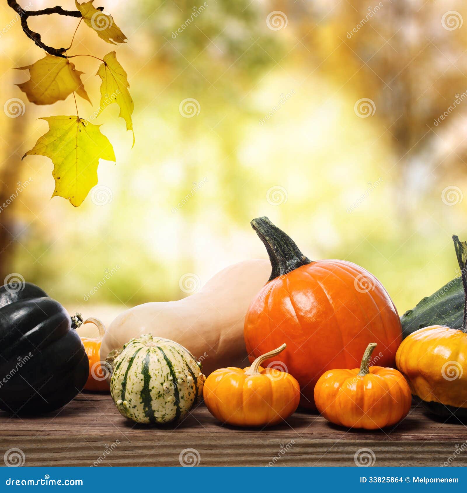 Pumpkins and Squashes with a Shinning Fall Background Stock Photo ...