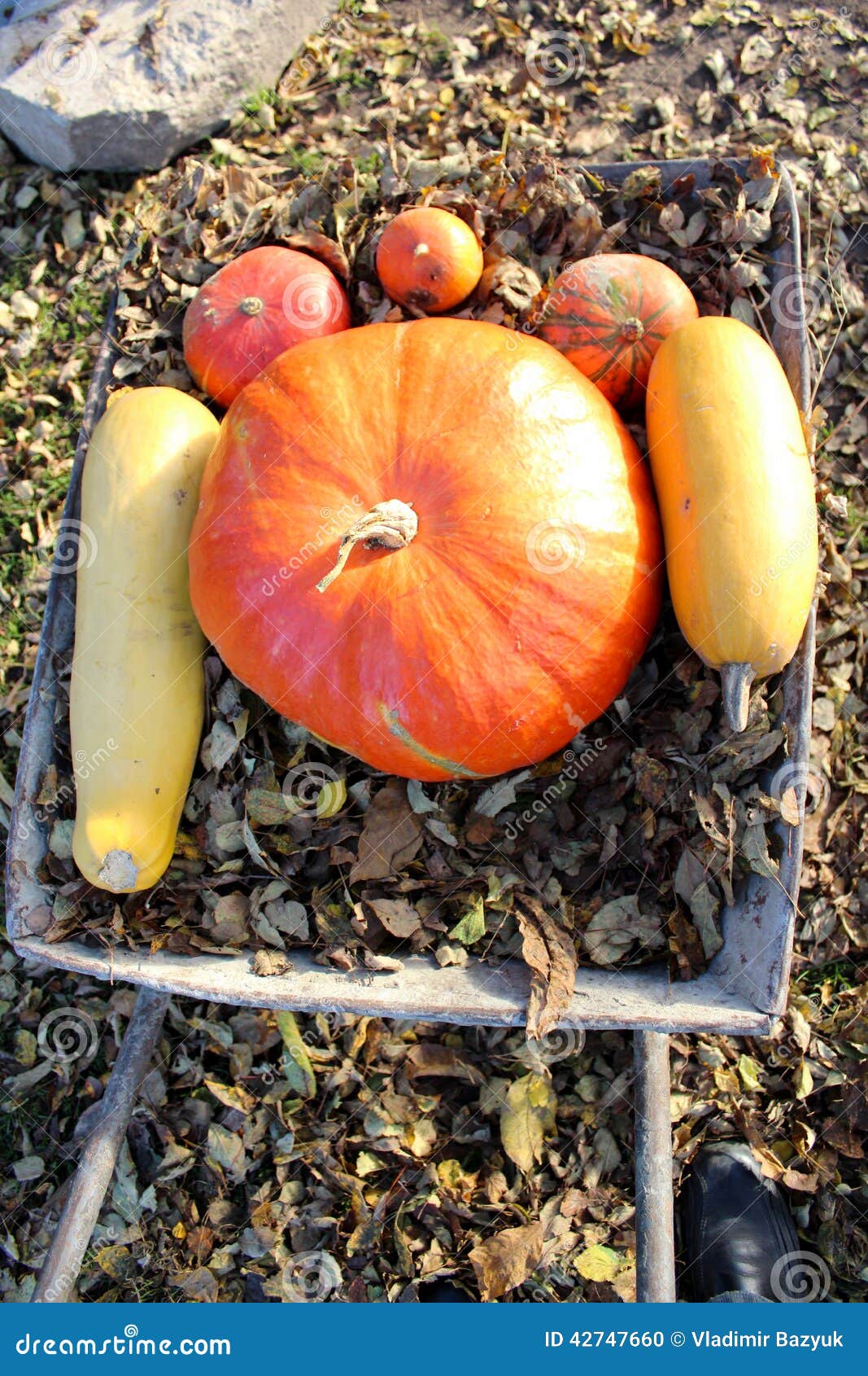 Pumpkins and Squashes in a Wheelbarrow Stock Photo - Image of fall ...