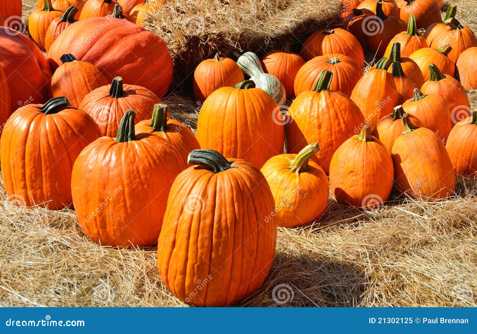 Pumpkins and Straw stock image. Image of pumpkins, multiple - 21302125