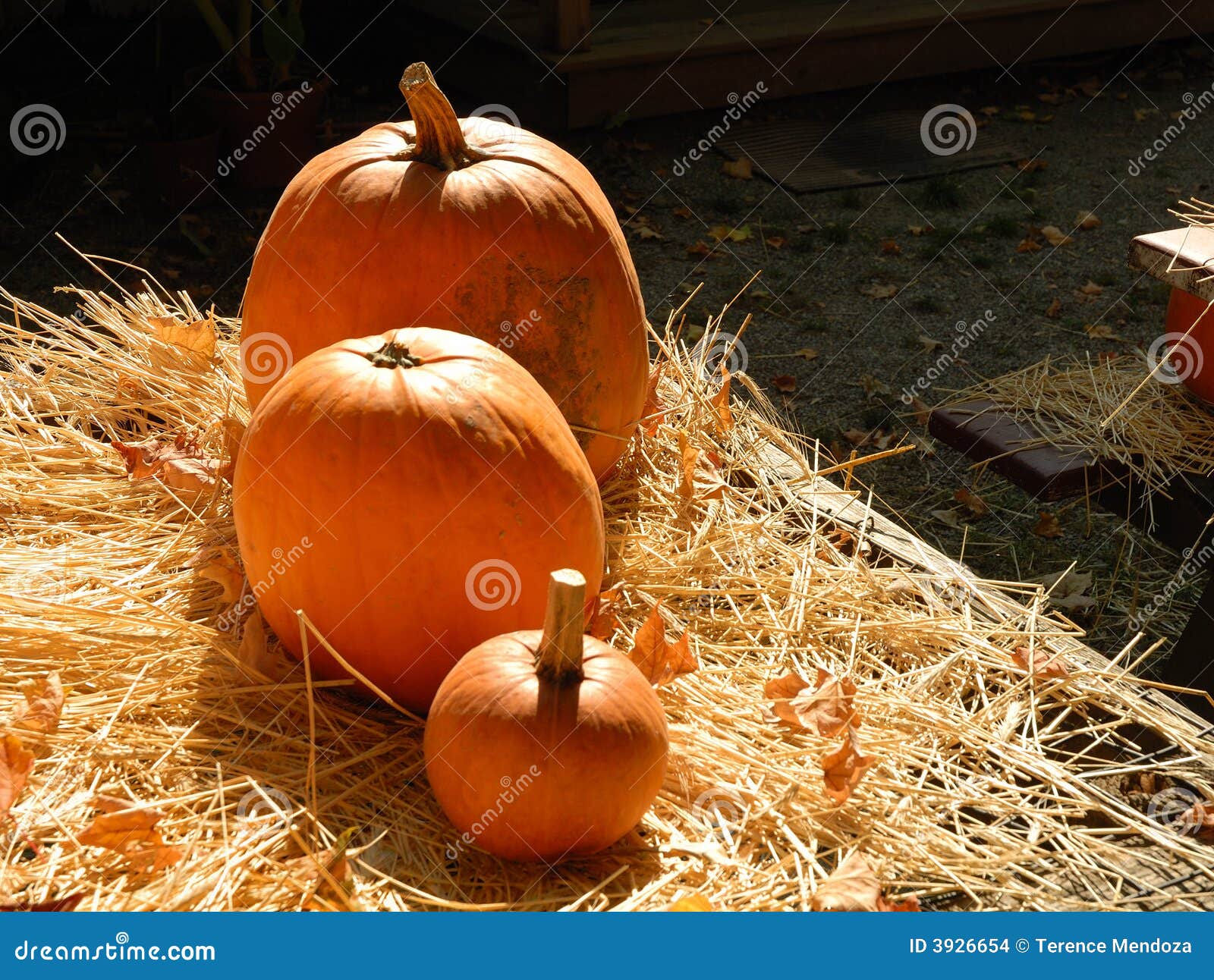 Pumpkins on Straw on a Sunny Day Stock Photo - Image of contrast ...