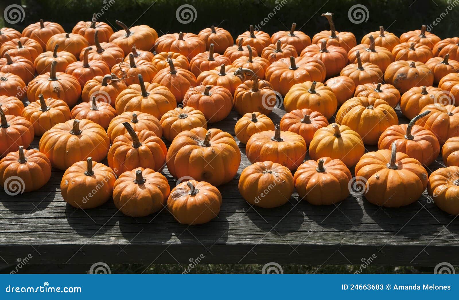 Pumpkins in the sun stock image. Image of cook, colorful - 24663683
