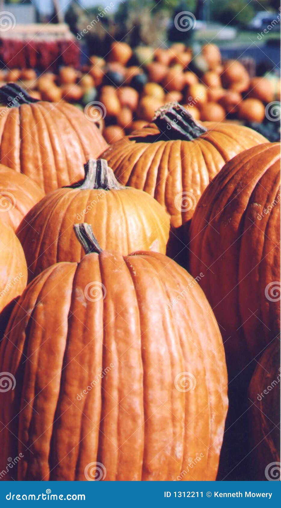 Pumpkins in Sunshine Scan02 Stock Image - Image of fruits, nature: 1312211