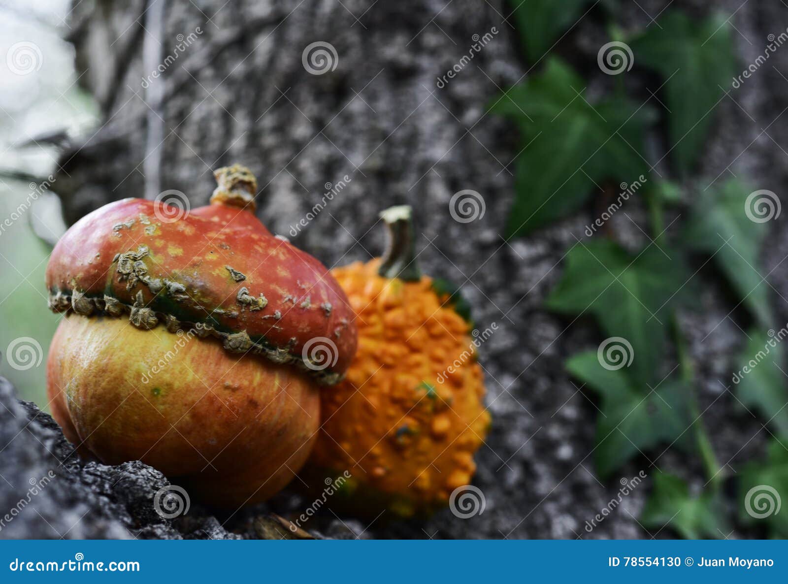 Pumpkins on a tree stock photo. Image of autumn, decorative - 78554130