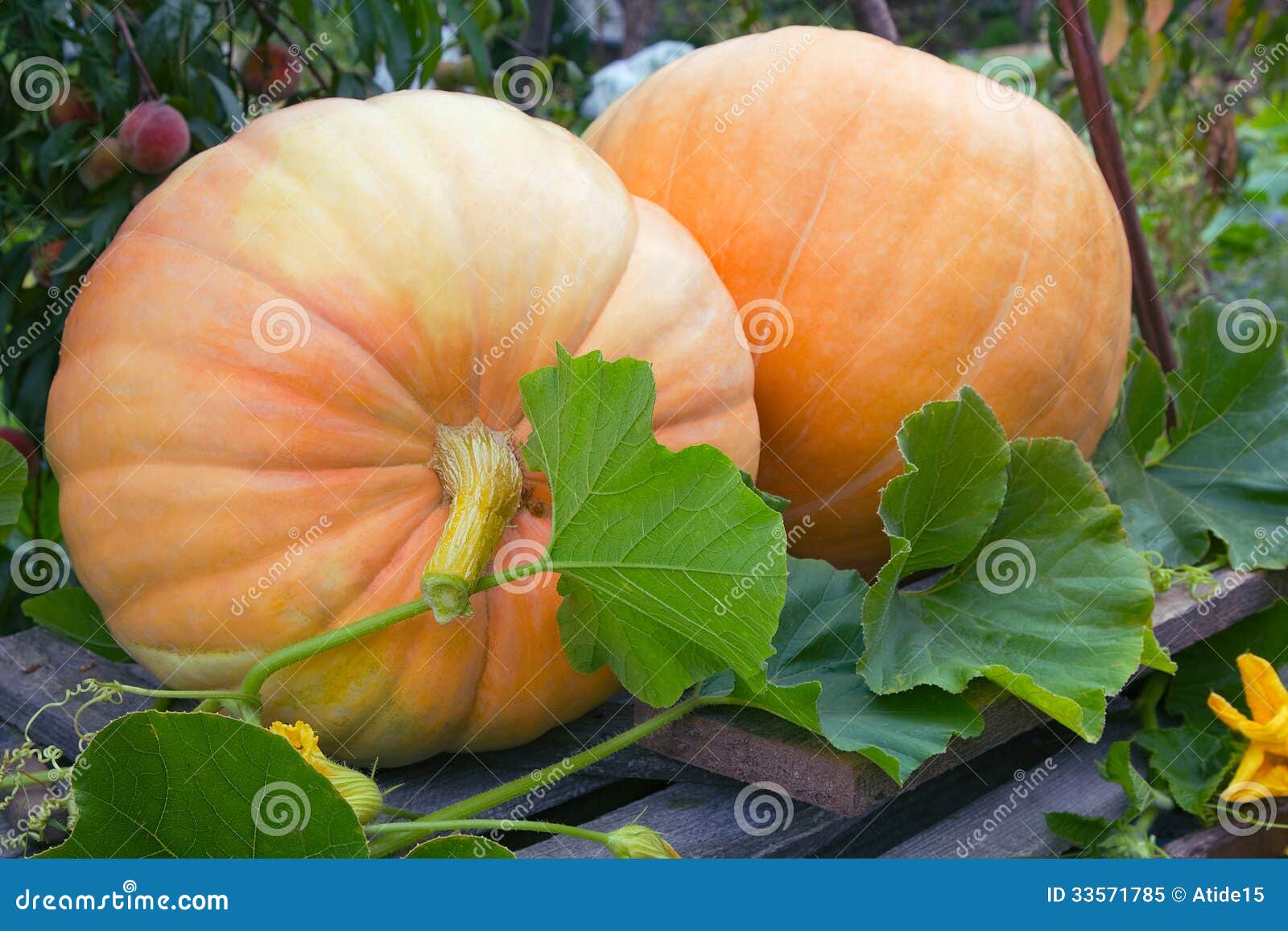 Pumpkins stock image. Image of season, vegetarian, october - 33571785