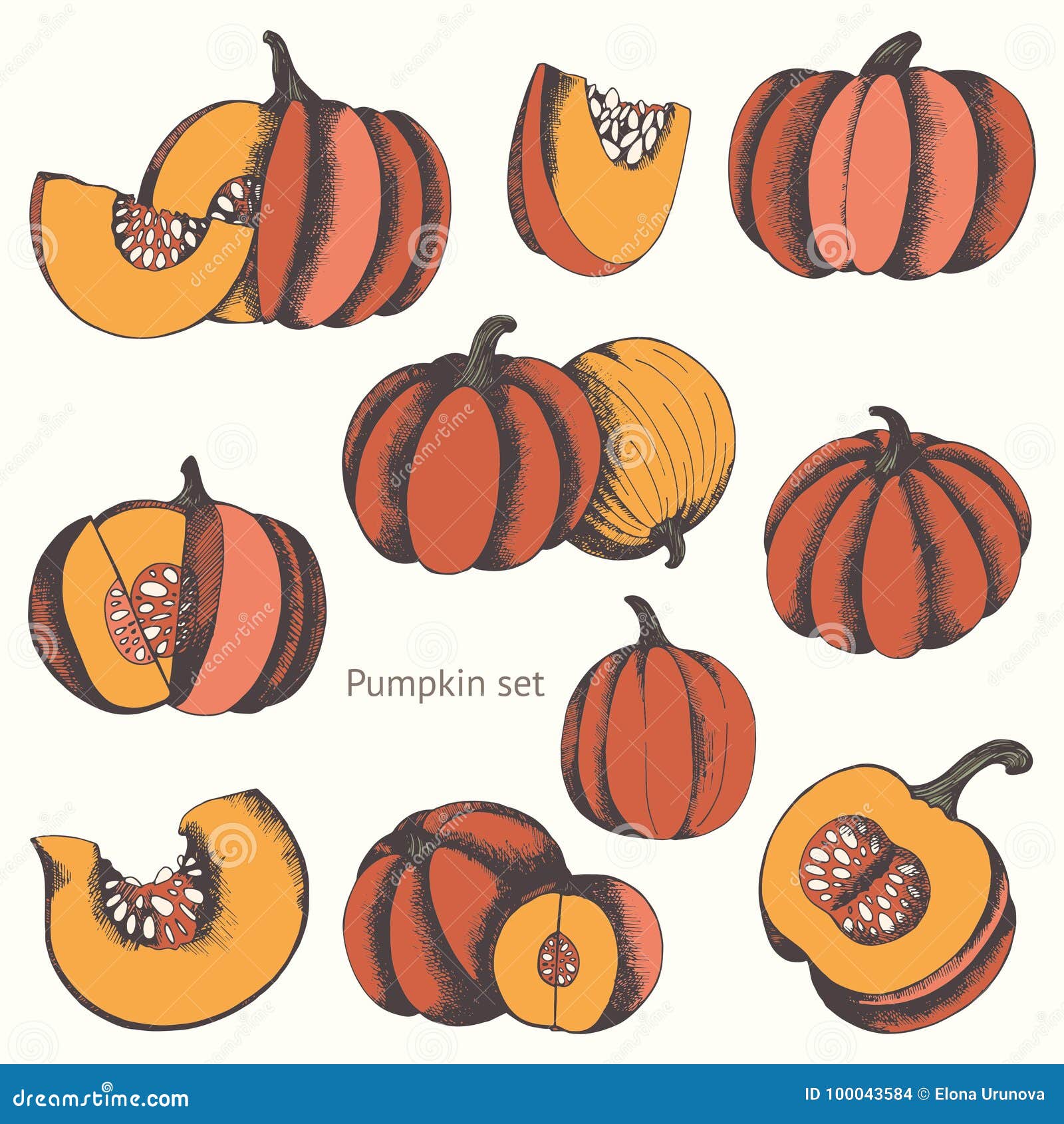 Pumpkins. Vector Set of Hand Drawn Illustrations for Design Stock ...