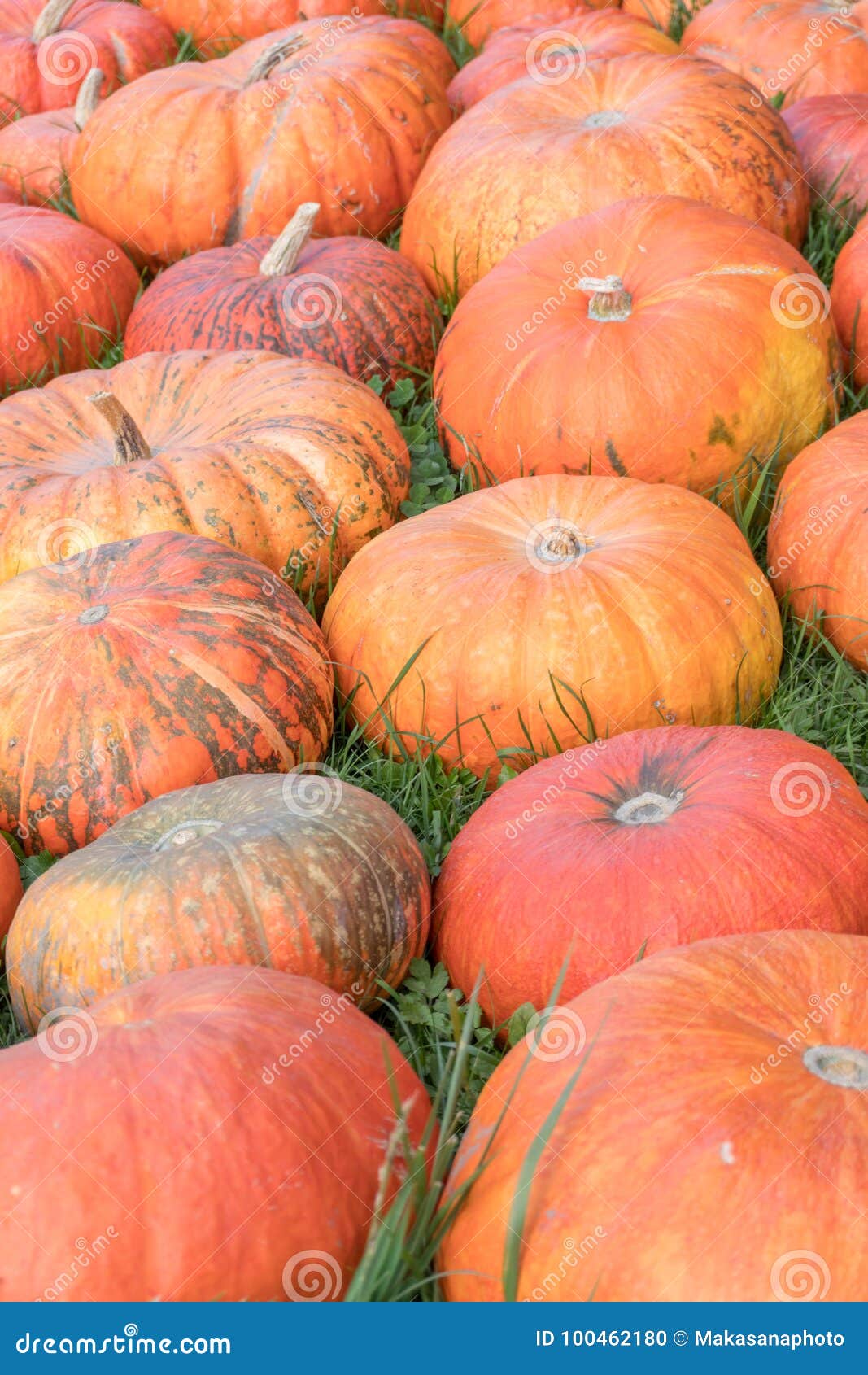 Pumpkins stock photo. Image of october, vertical, round - 100462180