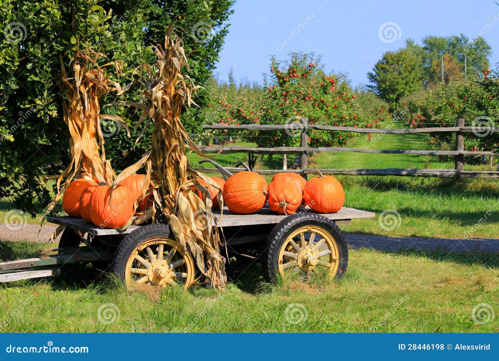 Pumpkins on a Wagon stock photo. Image of produce, group - 28446198
