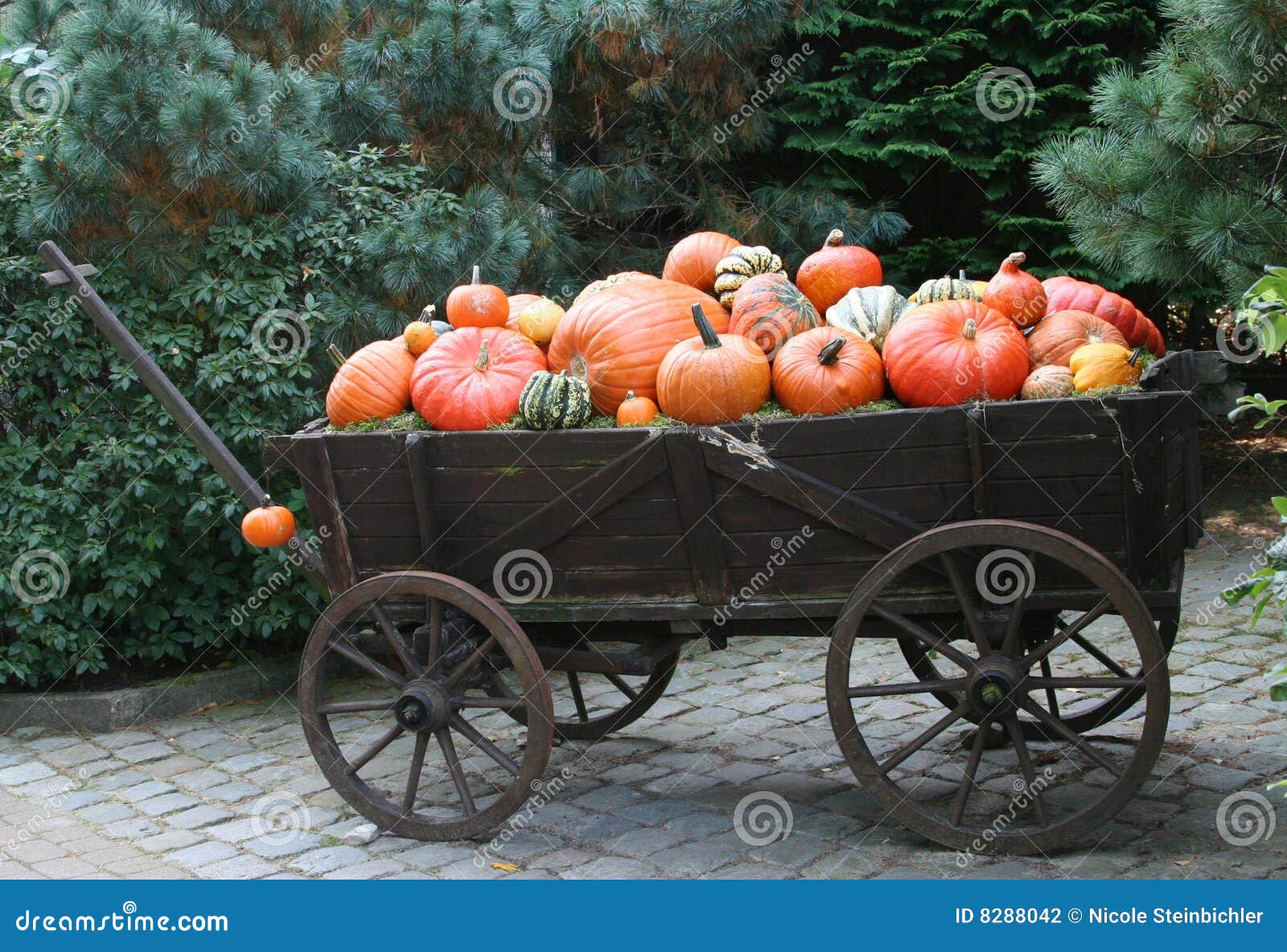 Pumpkins on a wagon stock photo. Image of life, harvest - 8288042