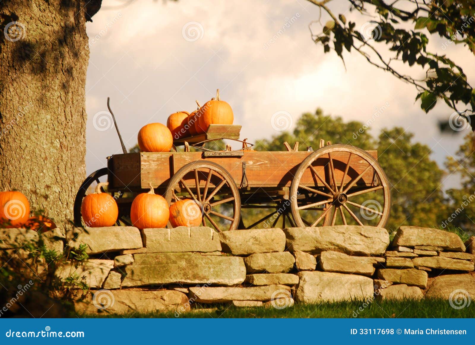 Pumpkins stock photo. Image of autumn, farm, harvest - 33117698