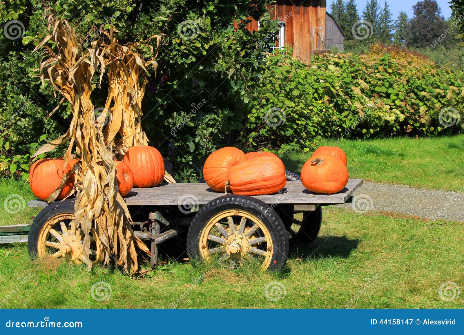 Pumpkins in Wagon stock image. Image of cart, custom - 44158147