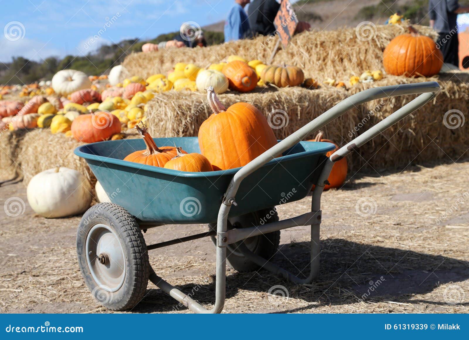 Pumpkins on a wheel cart stock image. Image of cart, vegan - 61319339