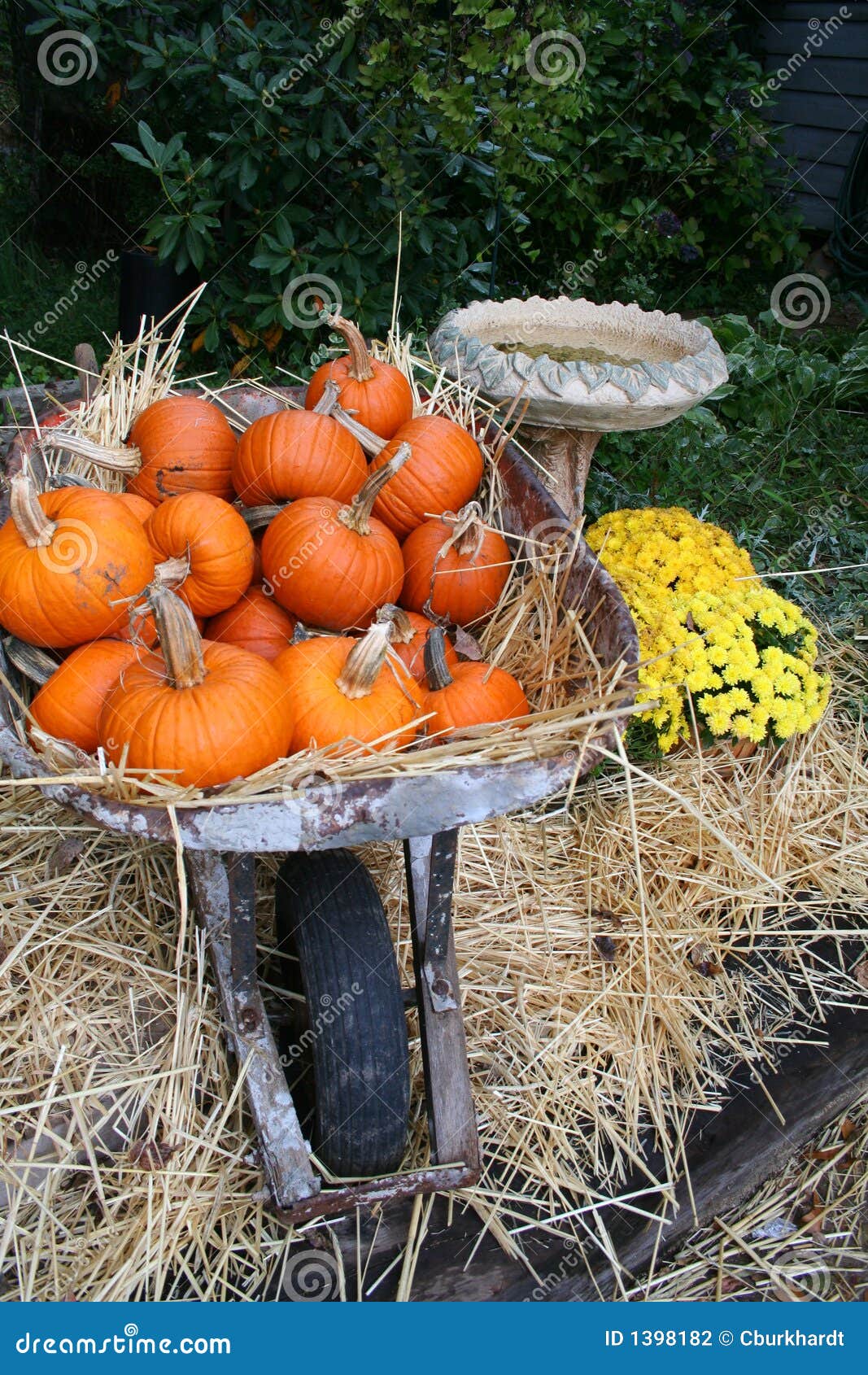 Pumpkins in Wheelbarrow stock photo. Image of gourds, wheelbarrow - 1398182 Pumpkins in Wheelbarrow stock photo. Image of gourds, wheelbarrow - 1398182