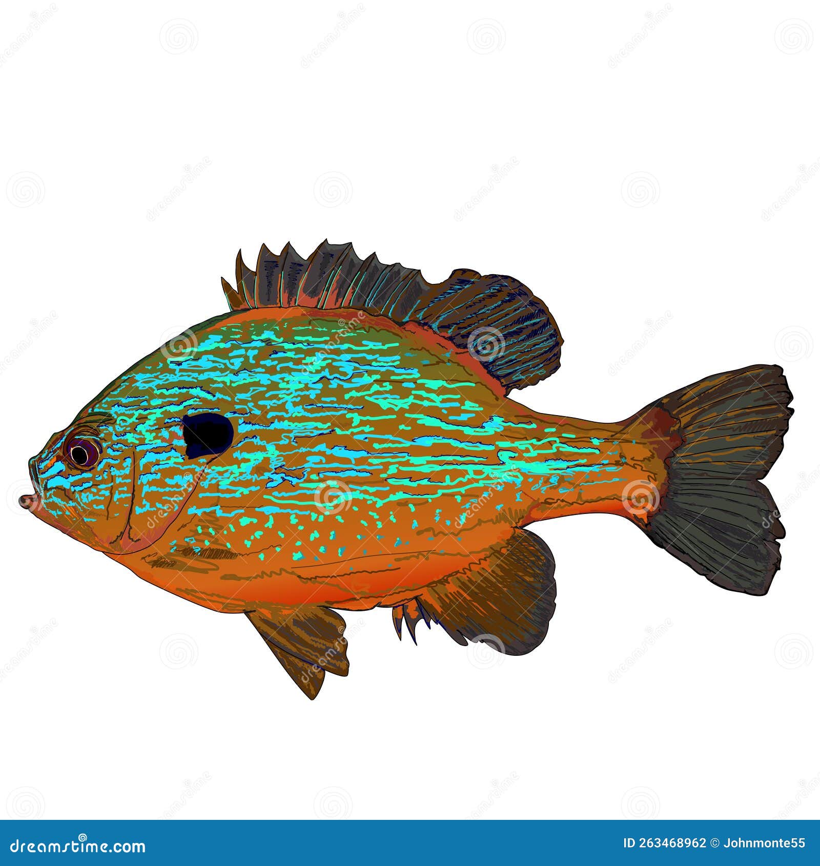 Pumpkinseed Fish , Sunfish, Bream Stock Vector - Illustration of sunny ...