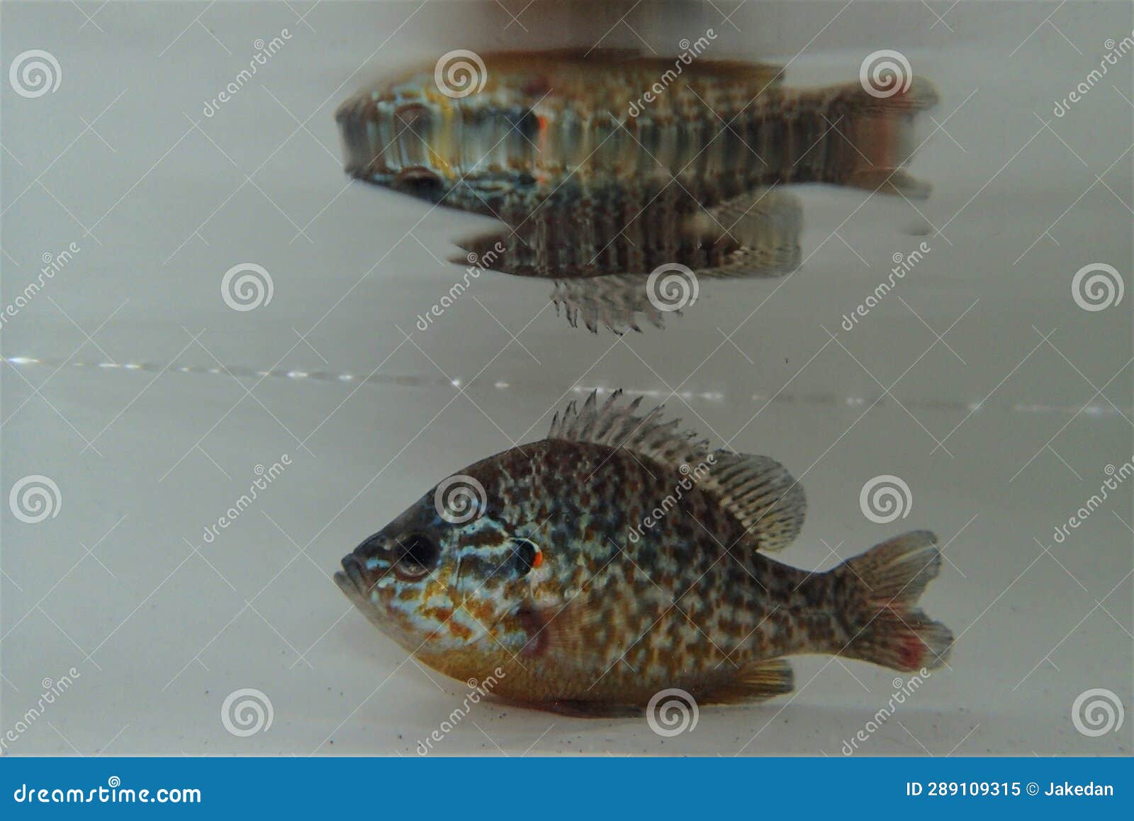 The Pumpkinseed Fish in the Water Alone Stock Image - Image of waiting ...