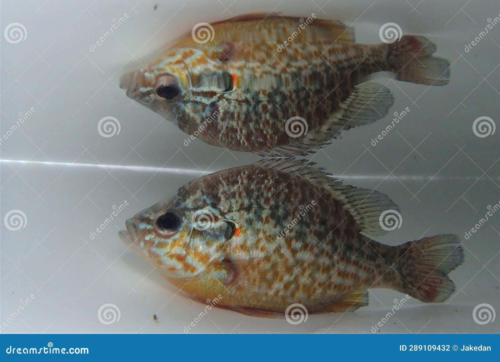 Pumpkinseed Fish Swimming In An Aquarium, Side View Stock Photography ...
