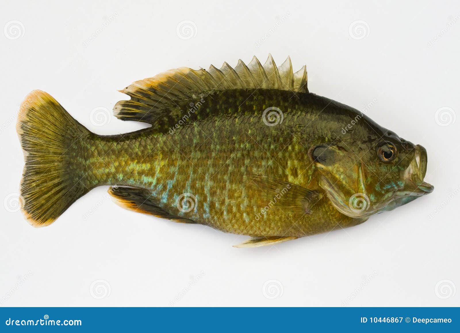 Sunfish Pumpkinseed Bream Lepomis Gibbosus - Colorful Freshwater Fish ...