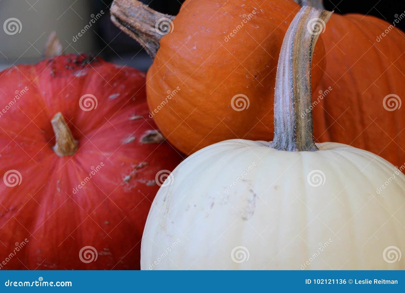 Pumpkins in Different Colors Stock Photo - Image of stems, thanksgiving ...