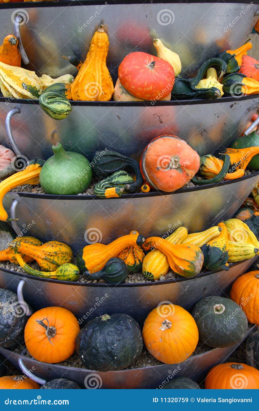 Pumpor fotografering för bildbyråer. Bild av ymnighetshorn - 11320759