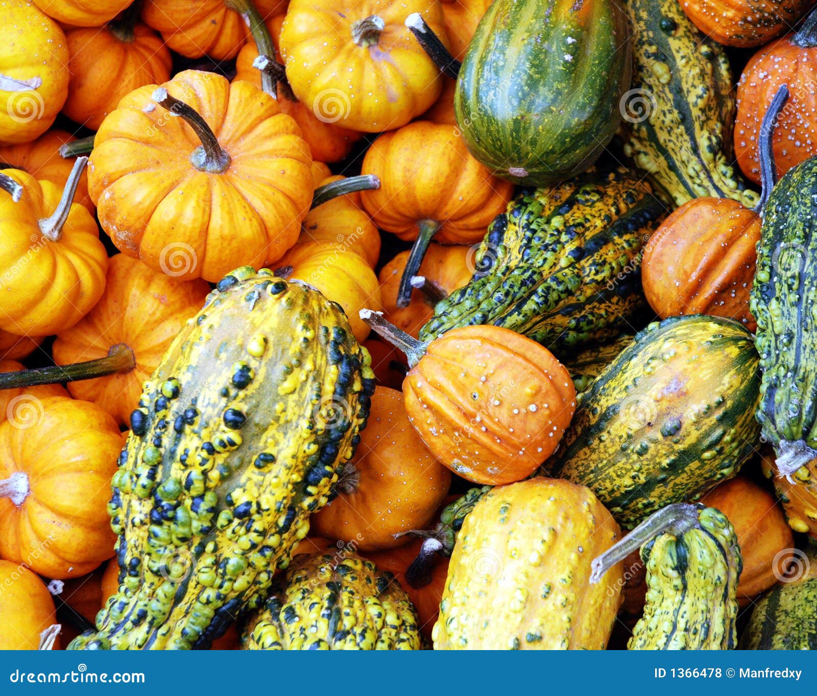 Pumpor arkivfoto. Bild av färger, färgrikt, pumpor, stapel - 1366478